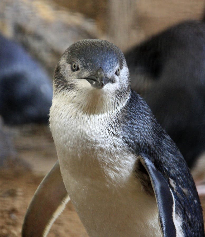 Little Blue Penguins Eudyptula Minor Captivity Stock Photos - Free ...