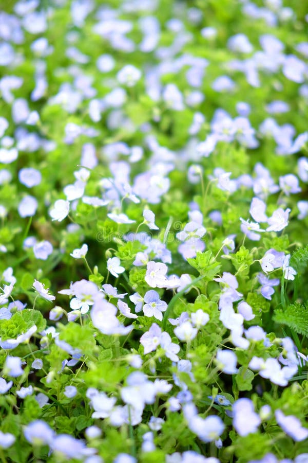 Little Blue Spring Flowers Growing in the Field Stock Photo - Image of ...