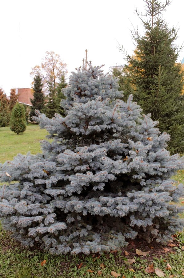 Little Blue Spruce Grows in the Park Stock Image - Image of pine, green ...