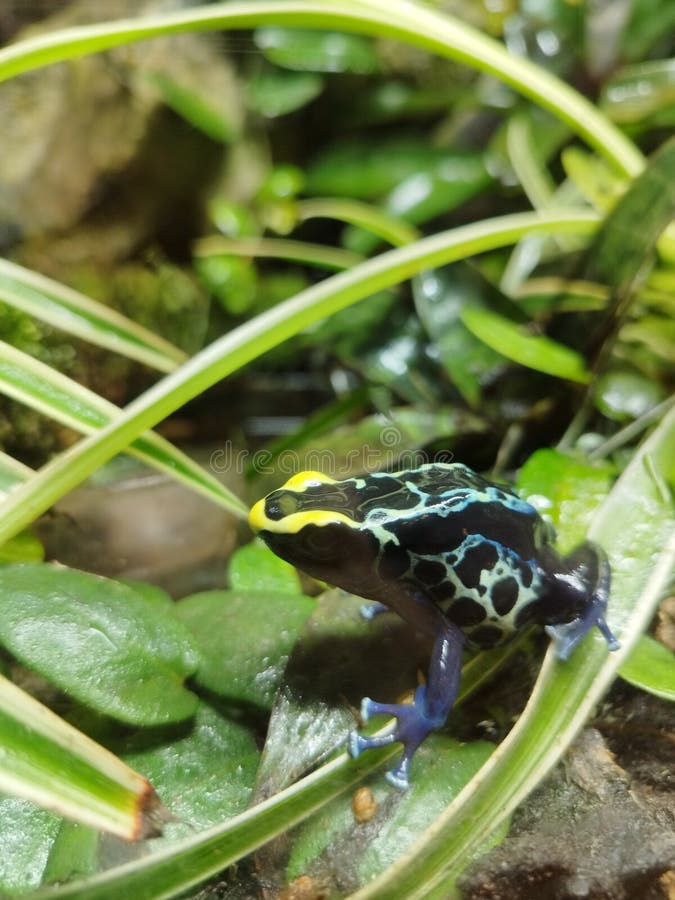 Little Blue and Yellow Frog Stock Image - Image of blue, wildlife ...
