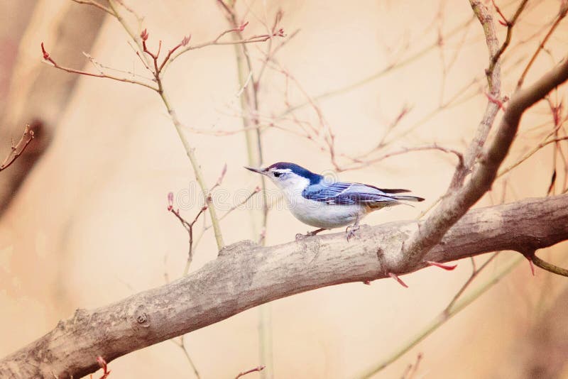 Little bluebird stock photo. Image of branch, nature - 57291830