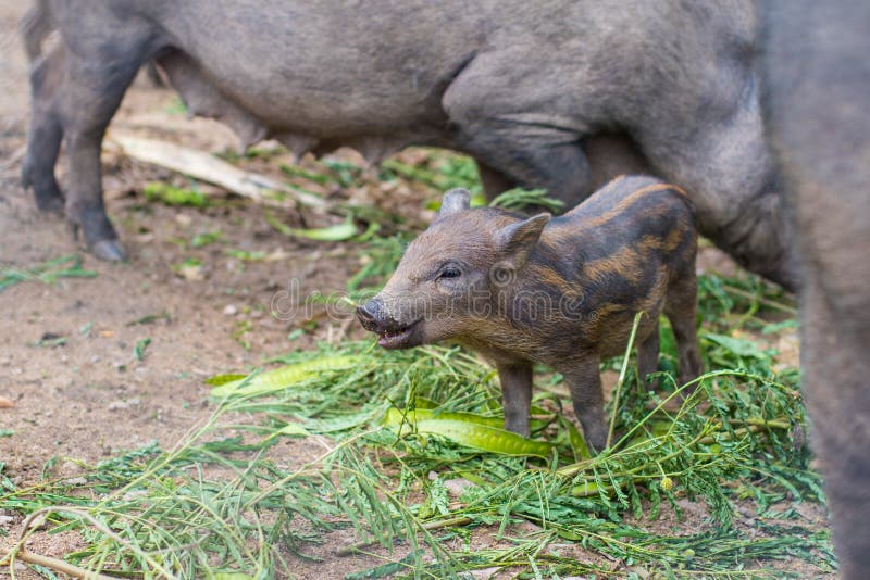 Little boar stock image. Image of ground, dirt, animals - 78713471