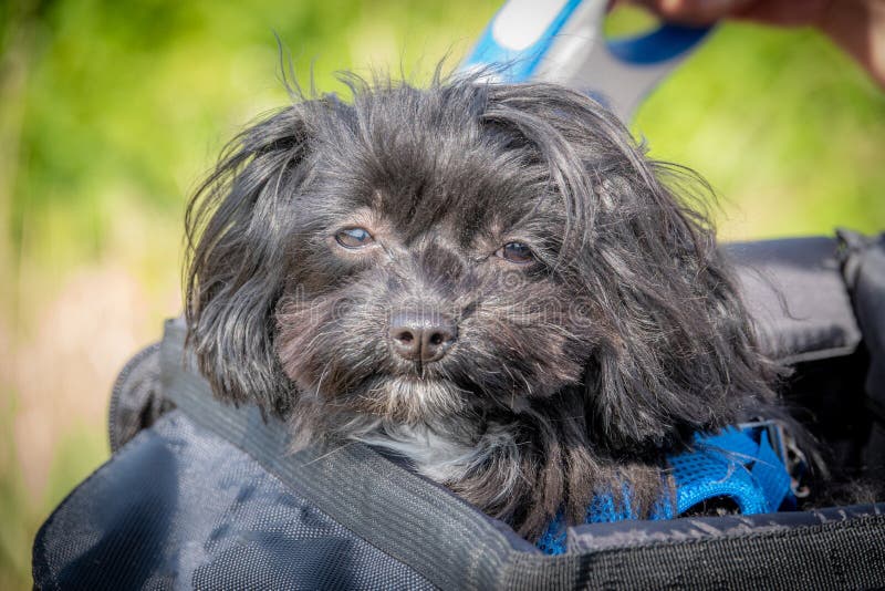Little Bolonka Dog Sits in a Bicycle Basket Stock Image - Image of ...