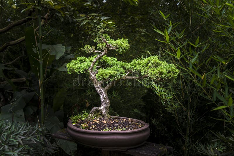 Little Bonsai Tree in Exhibit Stock Photo - Image of houseplant, growth ...