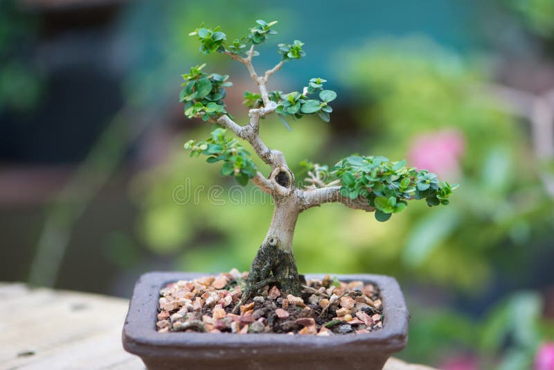 Little Bonsai Tree in Flower Pot Stock Photo - Image of life, botany ...