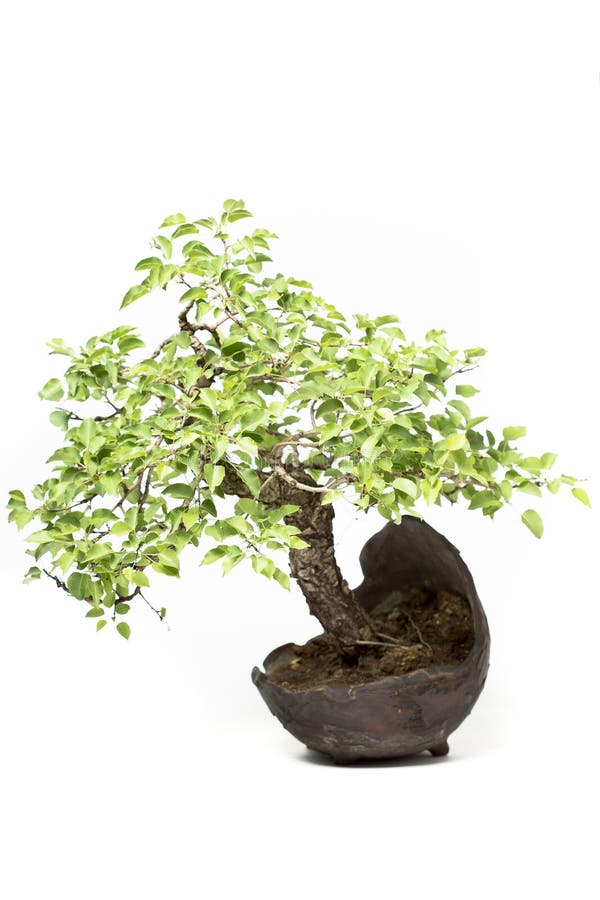 Tamás Ambrits (Ambrits) - Photographer profile