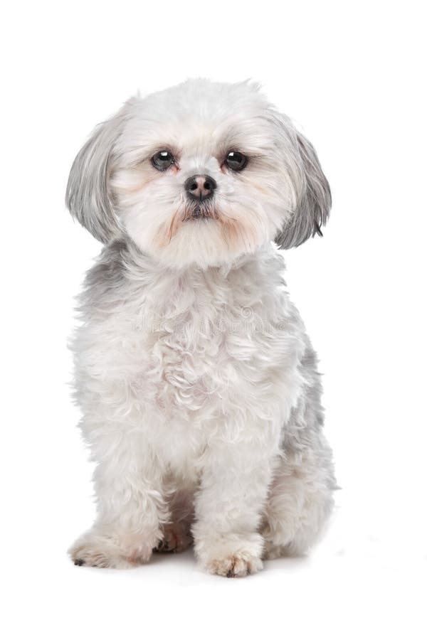 118 Boomer Mixed Breed Dog Stock Photos - Free & Royalty-Free Stock ...