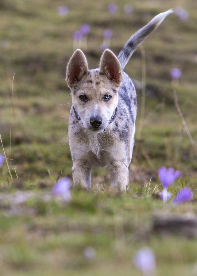 Little Border Collie Blue Merle Puppy Stock Image - Image of meadow ...