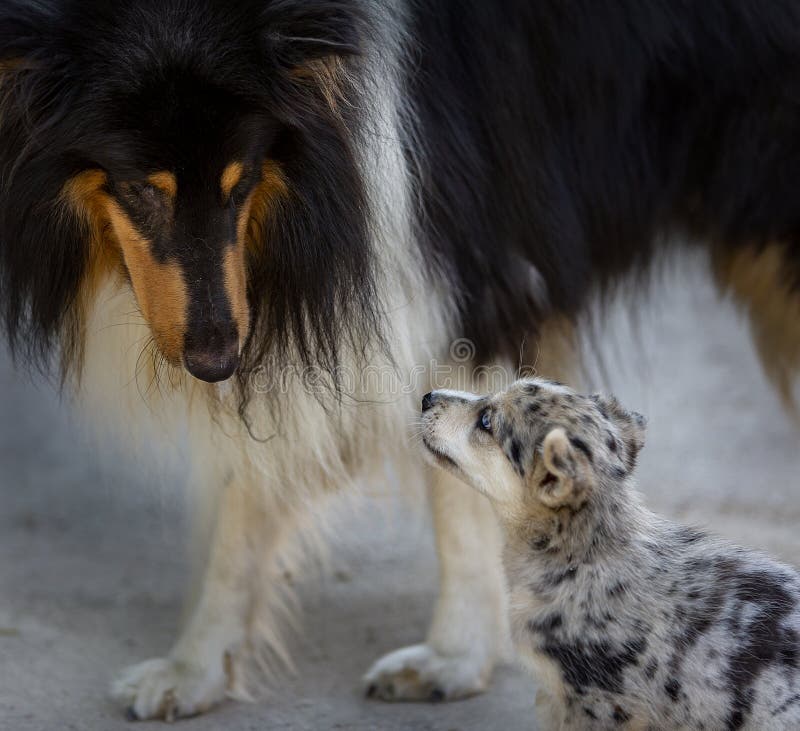 Little Border Collie Blue Merle Puppy Stock Photo - Image of learn ...