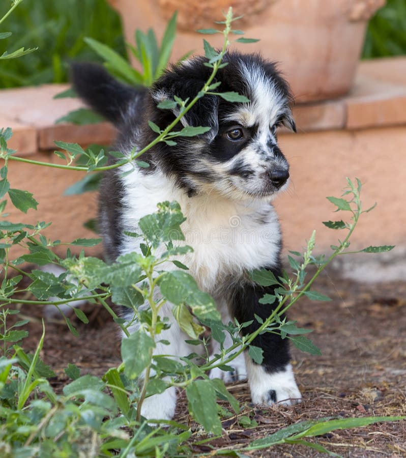 Little Border Collie Blue Merle Puppy Stock Photo - Image of active ...