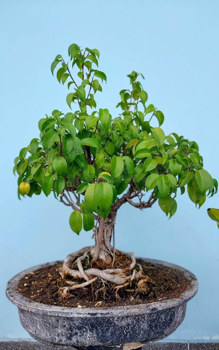 Little Bosai Stock Photos - Free & Royalty-Free Stock Photos from ...