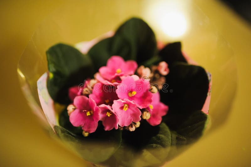 Little Bouquet with Red Flowers Stock Image - Image of texture, spring ...