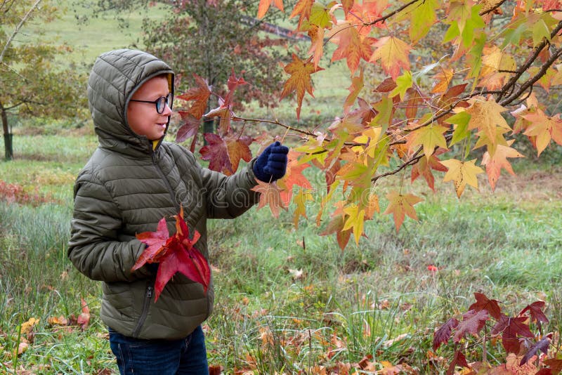 Little Boy with Autumn Leaves in the Park Stock Image - Image of ...