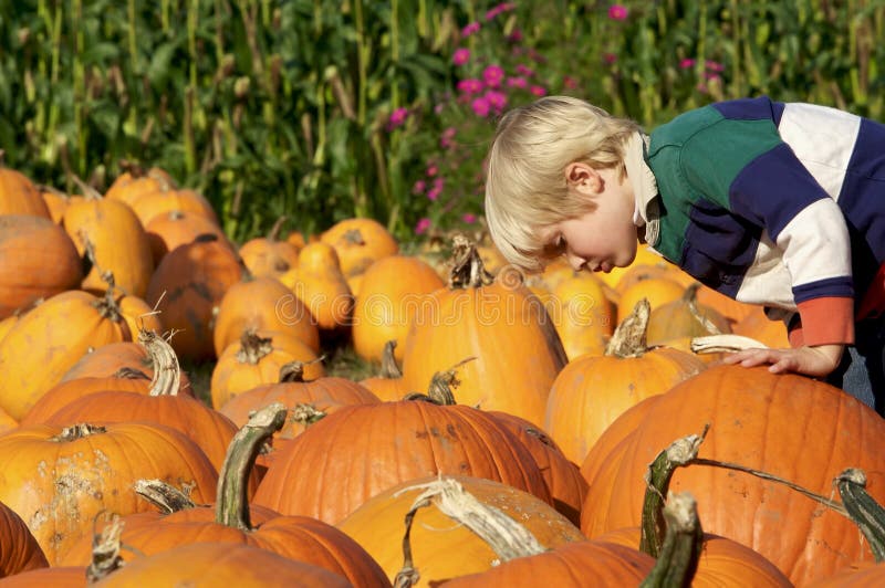 Little Boy Choosing a Pumpkin Stock Photo - Image of choose, dday: 6557426