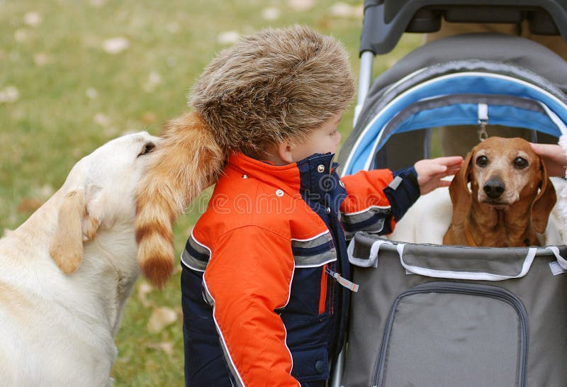 Little boy and dogs stock photo. Image of rubs, pets, animal - 4851704