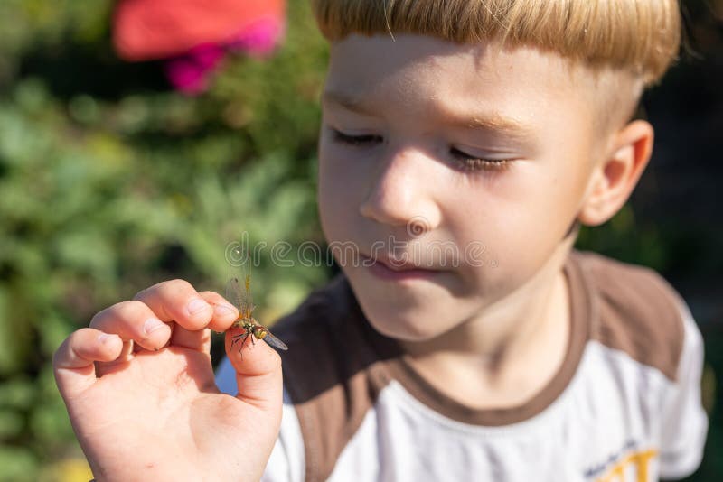 Little Boy Examines Dragonfly Holding it in His Hand in Summer Day ...