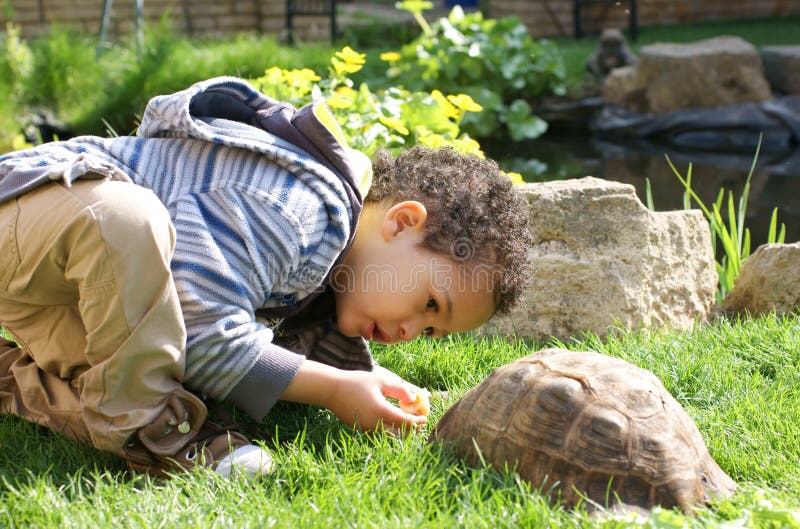 713 Tortoise Play Stock Photos - Free & Royalty-Free Stock Photos from ...