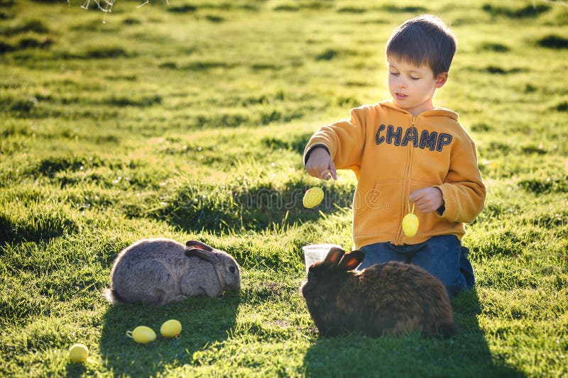 Little boy feed a rabbit stock image. Image of childhood - 24843709