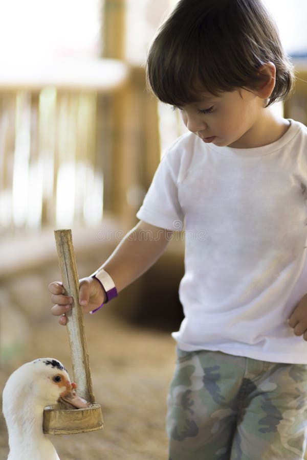 Little Boy feeds Turkey stock image. Image of bird, education - 90888589