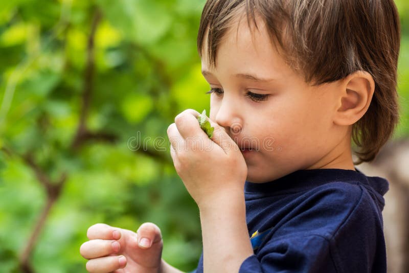Little Boy in the Garden Smelling the Peppermint Leaf. Stock Image ...