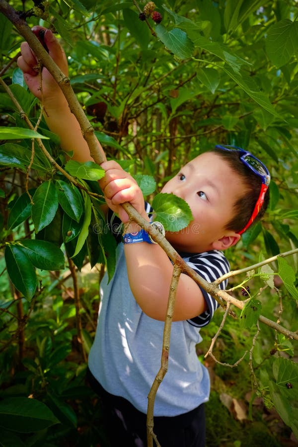Little Boy Gathering Harvest Mulberry Berries Stock Image - Image of ...
