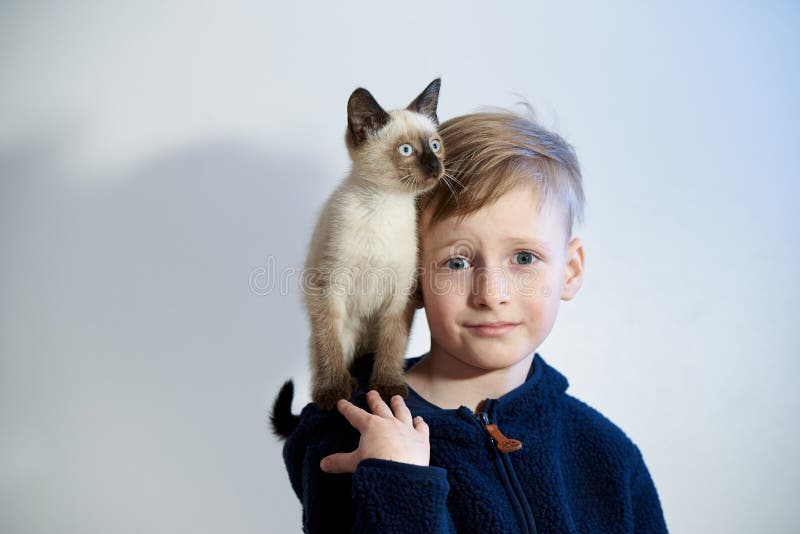 Little Boy with His Pet Siamese Kitten Stock Photo - Image of domestic ...