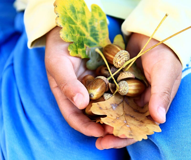 Little boy and acorns stock image. Image of child, fall - 45356931