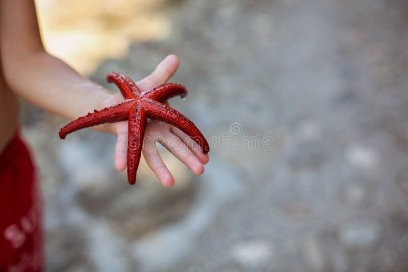 Little Boy Holding Red Five Point Starfish in His Hands on the B Stock ...