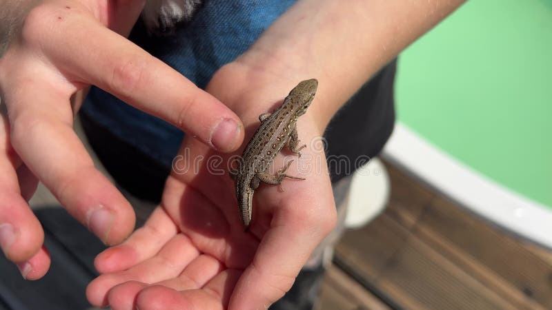 Little Boy Holding a Smal Brown Lizard on His Hand Stock Video - Video ...
