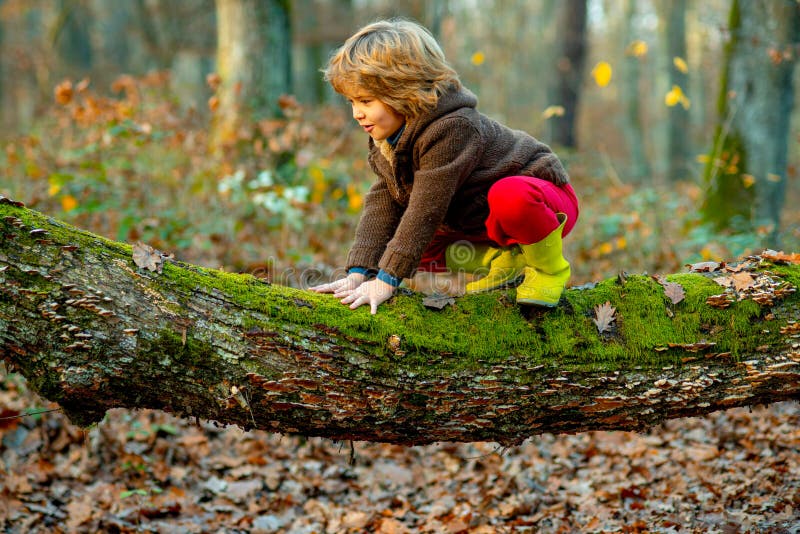 Little Boy Kid on a Tree Branch. Child Climbs a Tree. Stock Image ...