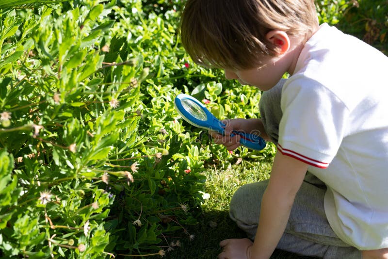 Little Boy Looking for Bugs Stock Image - Image of garden, summer ...