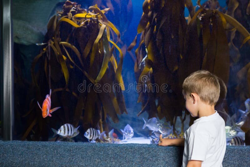 Little Boy Looking at Fish Tank Stock Photo - Image of male, fish: 51367128