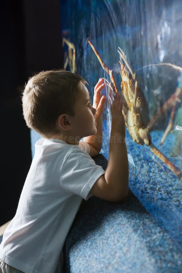 Little Boy Looking at Fish Tank Stock Photo - Image of learning ...