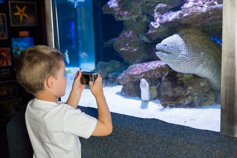 Little Boy Looking at Fish Tank Stock Image - Image of fishtank, light ...