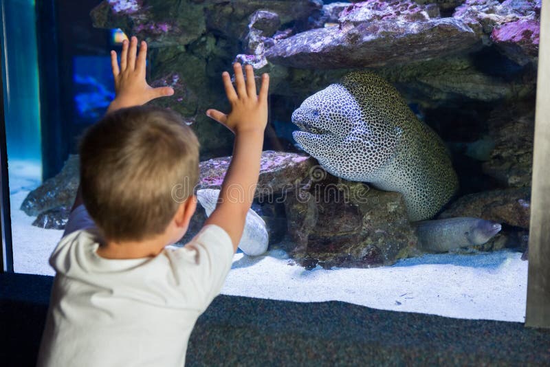 Little Boy Looking at Fish Tank Stock Photo - Image of fishtank ...
