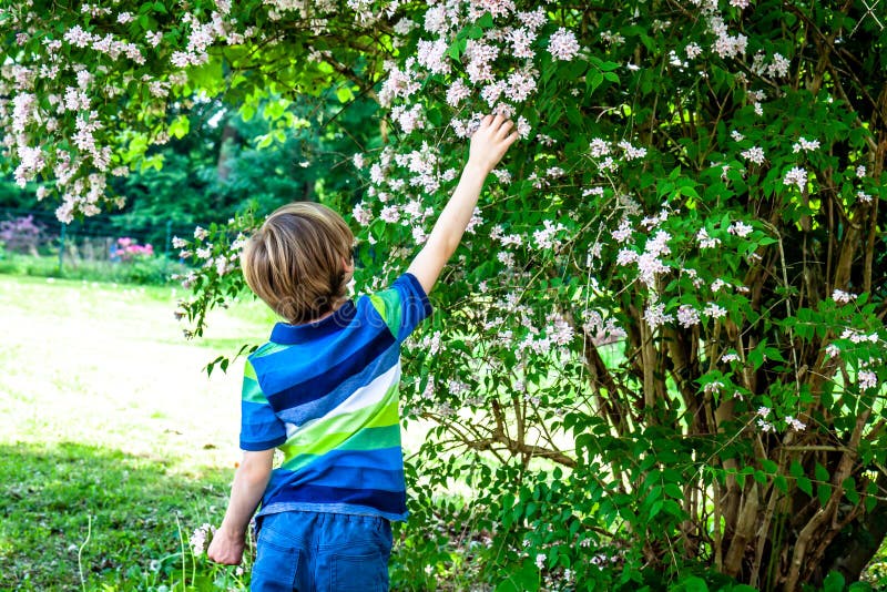 366 Little Boy Picking Flowers Stock Photos - Free & Royalty-Free Stock ...
