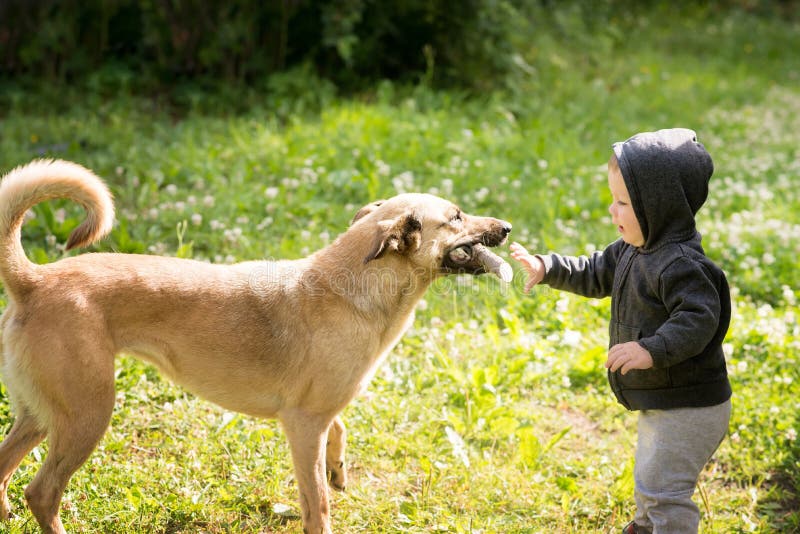 Little Boy Playing with Dog. Countryside, Fun Stock Photo - Image of ...
