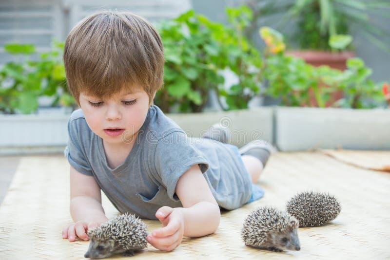 Little Boy Playing with Hedgehog Stock Photo - Image of paws, clams ...