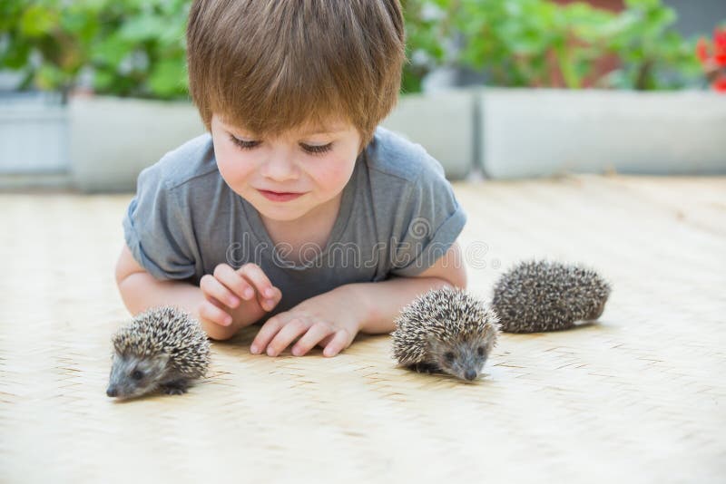 Little Boy Playing with Hedgehog Stock Image - Image of cast, play ...