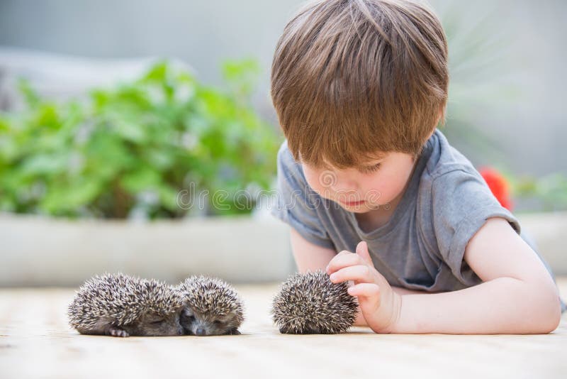 Little Boy Playing with Hedgehog Stock Image - Image of nose, cast ...