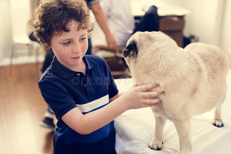 Little Boy Playing with a Pug Stock Photo - Image of service, patient ...