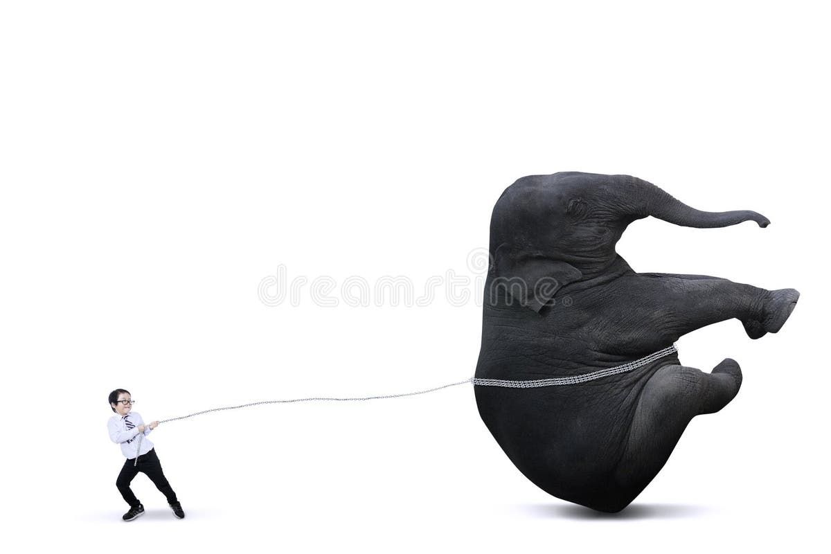 Elephant Pulling Stock Photos - Free & Royalty-Free Stock Photos from ...