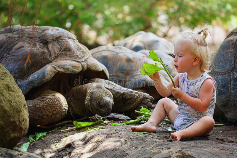 Little Boy Sitting Next To Tortoise Stock Image - Image of slow, travel ...