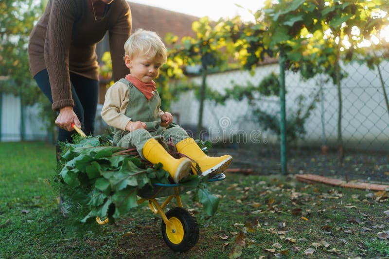 Little Boy Sitting at Wheelbarrow with Harvest Vegetable, Having Fun ...