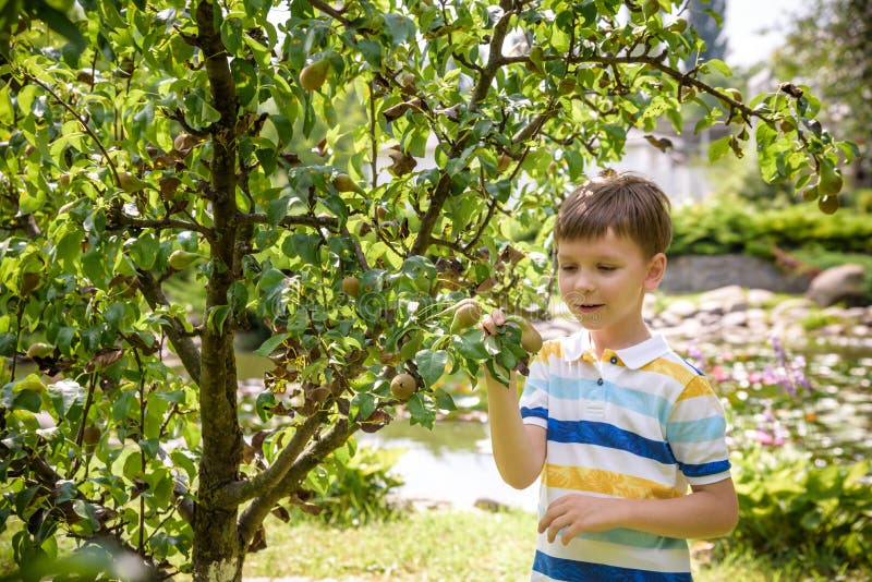 219 Beautiful Boy Eating Pear Stock Photos - Free & Royalty-Free Stock ...
