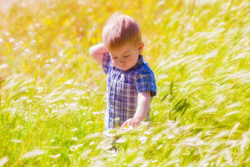 Little boy on summer field stock image. Image of little - 75845665