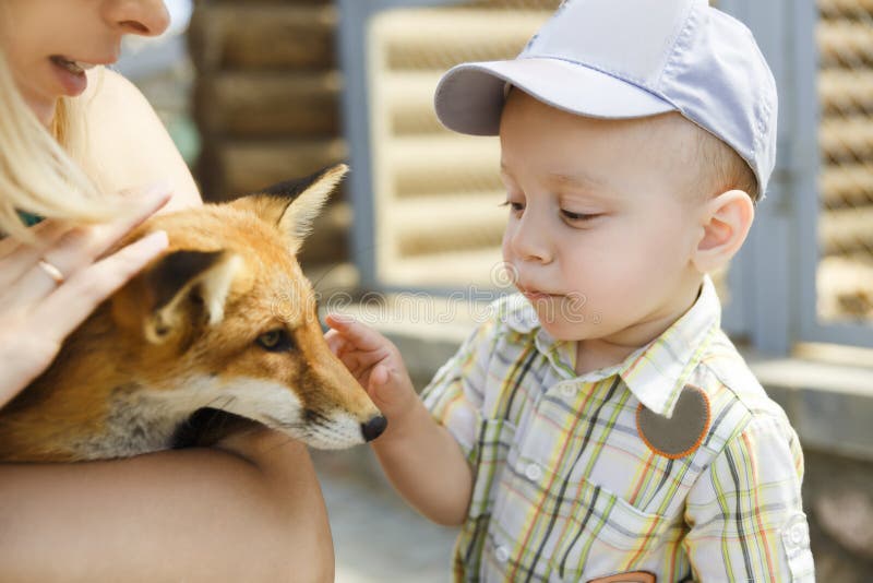 Little Boy Touching the Fox Stock Photo - Image of curious, male: 42649176