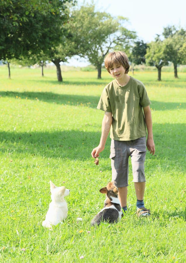 Little boy training dogs stock photo. Image of small - 44249162