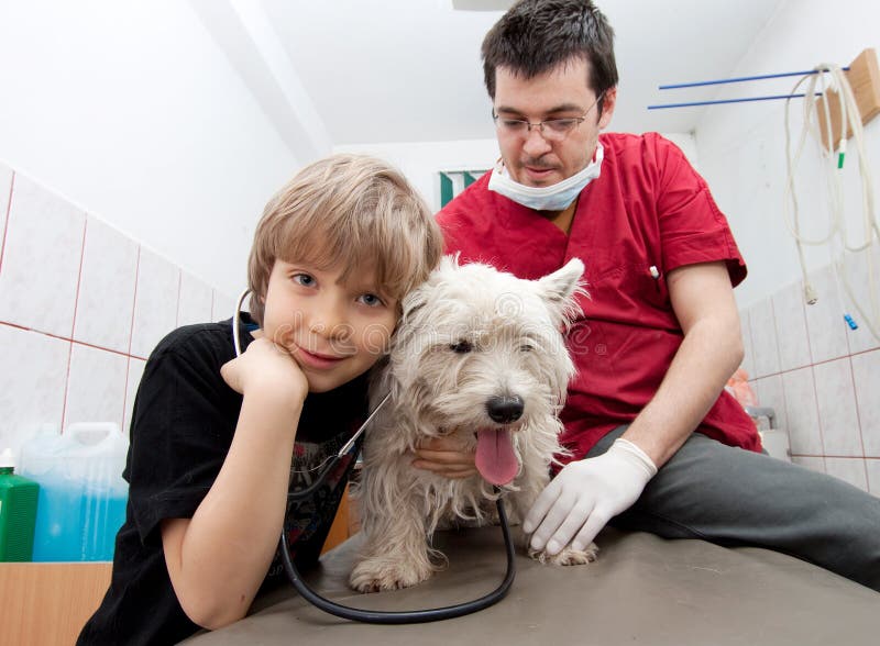 Vet and dog. stock photo. Image of pets, health, surgery - 11669868