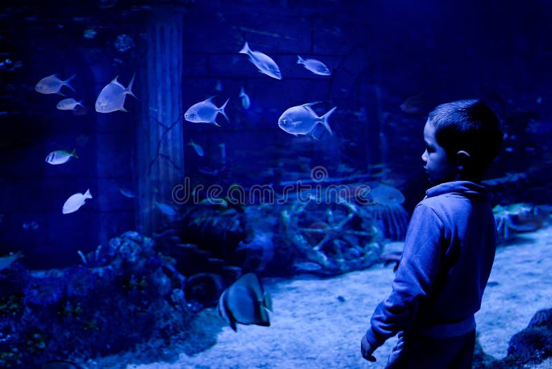 Little Boy Watching Fish in the Aquarium, Exploring. Childhood Stock ...